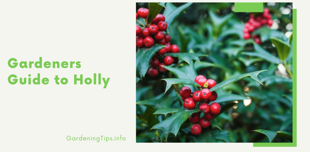 Gardeners Guide to Holly - Gardening tips - Medium