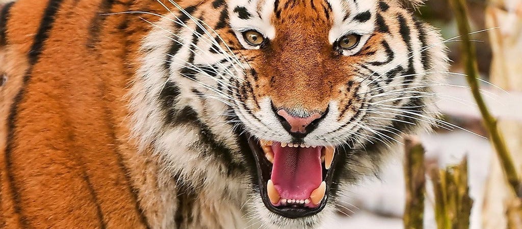 Grabbing the Cloud Cost Tiger by the Tail | by Mat Ellis | Cloudy ...
