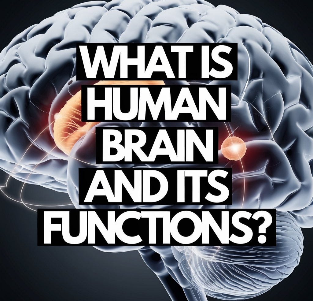 What is human brain and it’s functions how it works ? | by Waqas Muneer ...