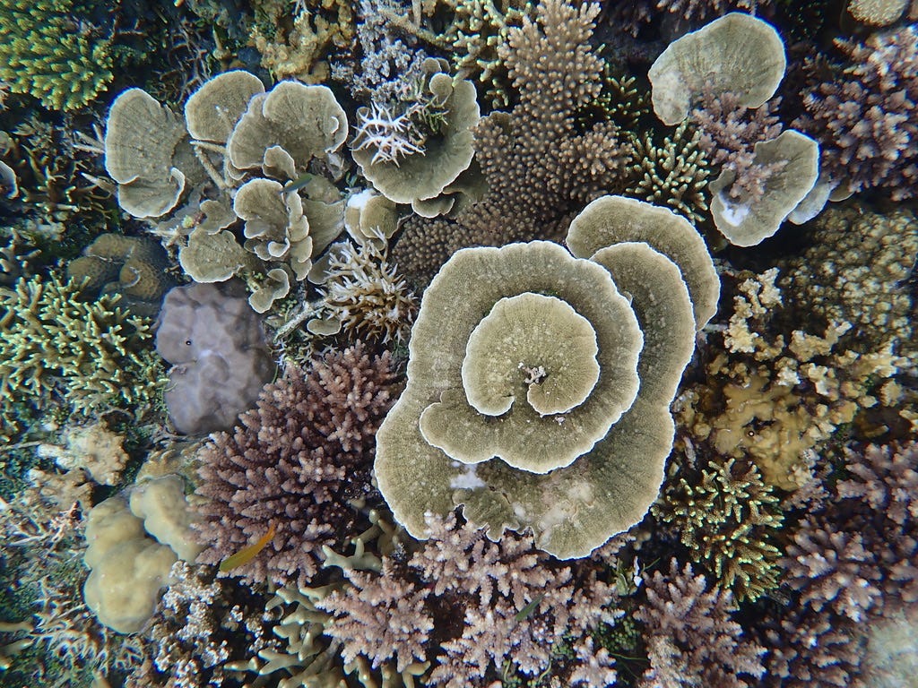 I Explore On Land. I’d love to explore under the sea | by Adrienne ...