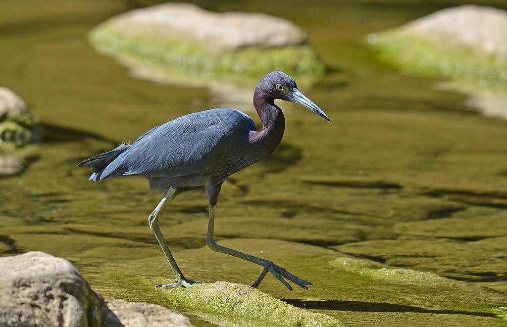 Do Egrets Turn Blue? - The Daily Cuppa - Medium