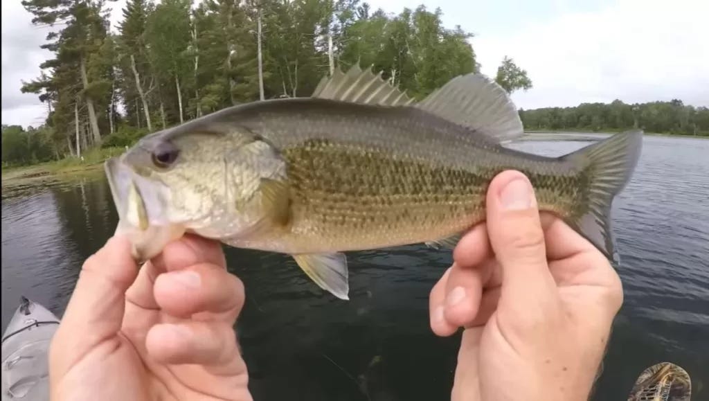 BASS FISHING TIPS FOR BEGINNERS: YOU NEED TO KNOW THEM | by Adventure ...