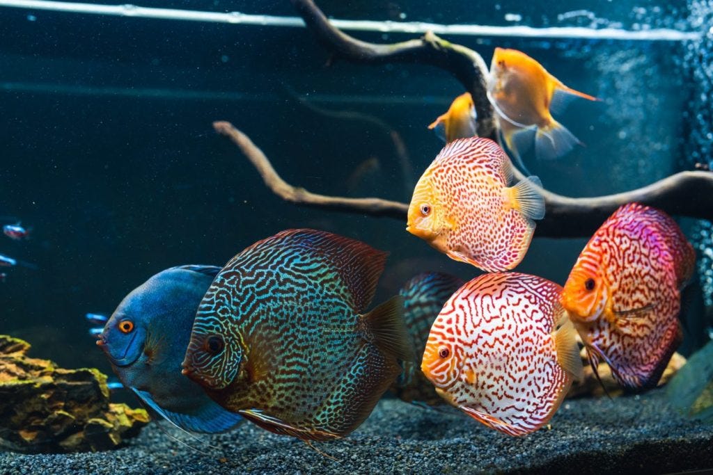 Choose Fancy Goldfish for Sale Wisely and Satisfy Your Needs | by MO ...