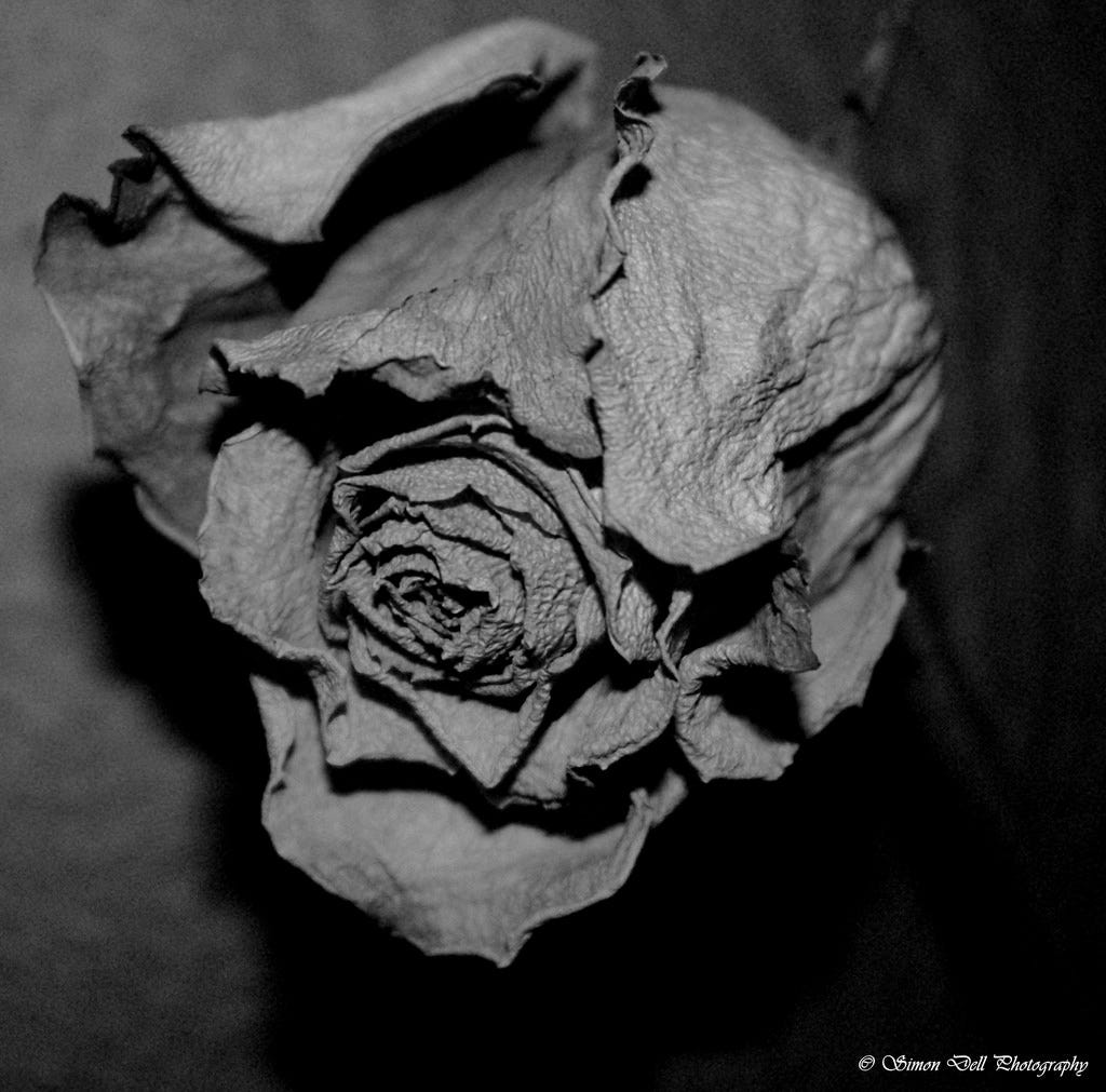 Haiku About Roses