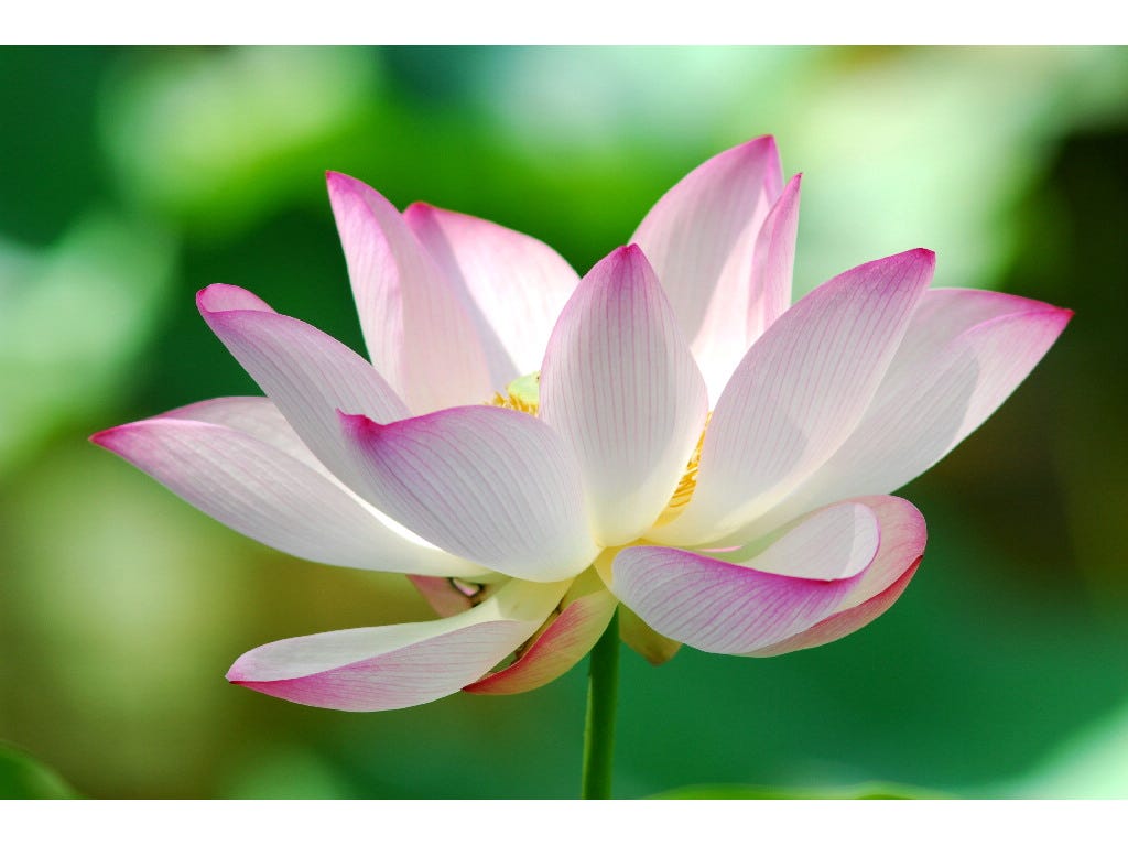 How falling in love reconnected me with my emotions | by Alessia D ...