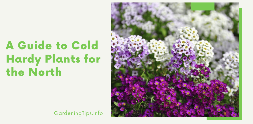 A Guide to Cold Hardy Plants for the North - Gardening tips - Medium