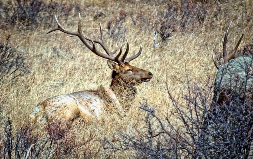 Elements To Consider While Choosing South Texas Deer Hunting Packages ...
