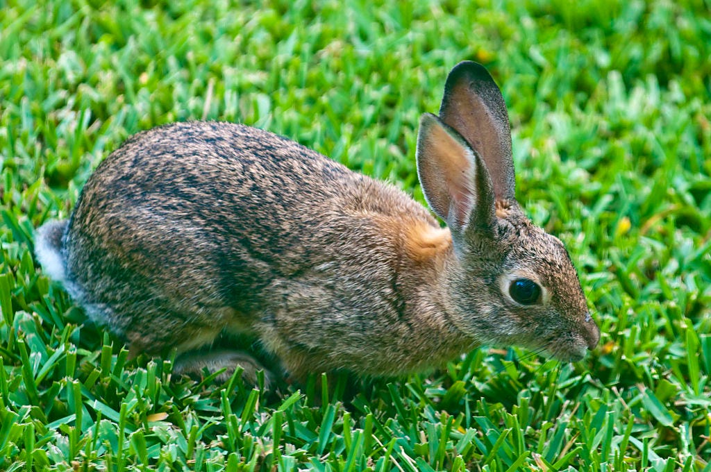 Creatures of Habit. Garden games | by Timothy Tschurjumov | Medium