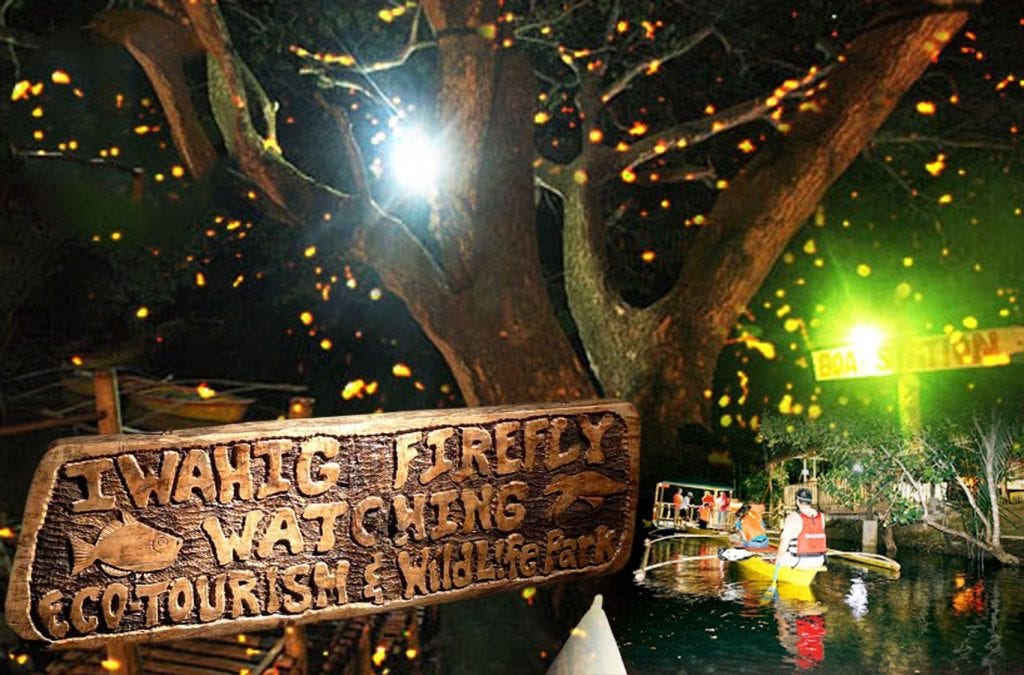 Flickering Wonders: Discovering Magical Mangrove Fireflies in Puerto ...