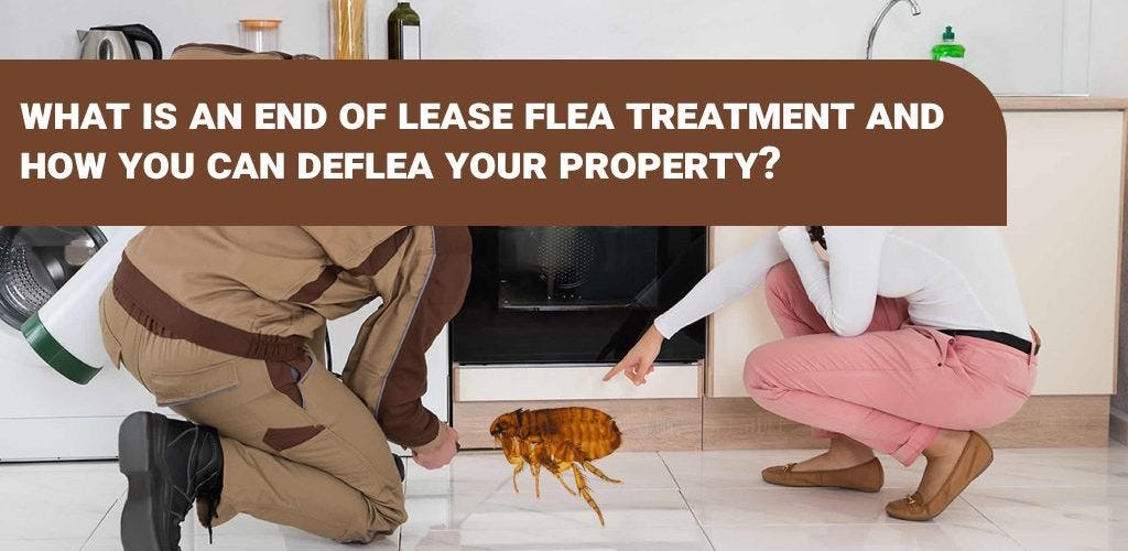 🐾 Say Goodbye to Fleas: Demystifying End-of-Lease Flea Treatments for a ...
