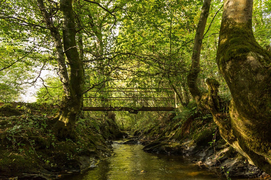 A much needed walk in the woods.. I felt the green creep in, slowly ...