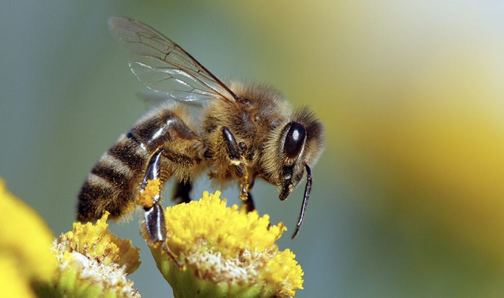 Interesting facts about bees. Bees are renowned for their highly… | by ...