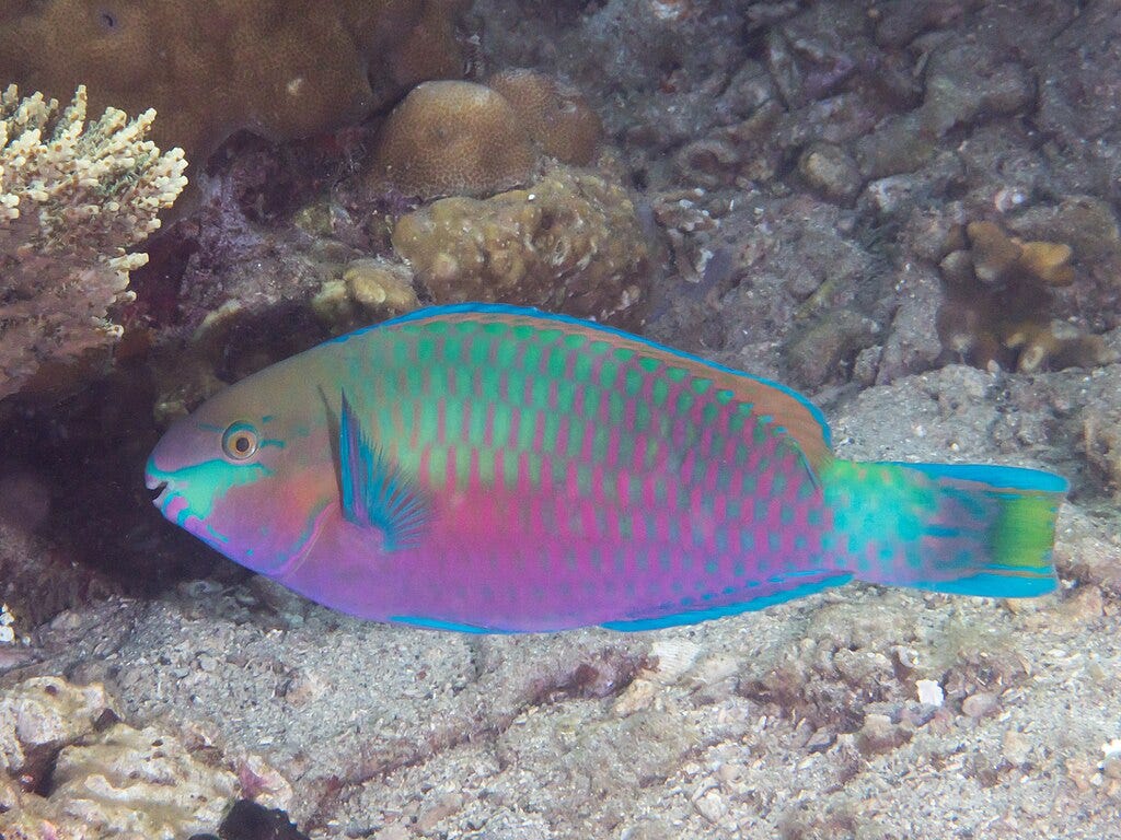 One-Minute Facts: Parrotfish. Trigger warning: contains some mucus ...