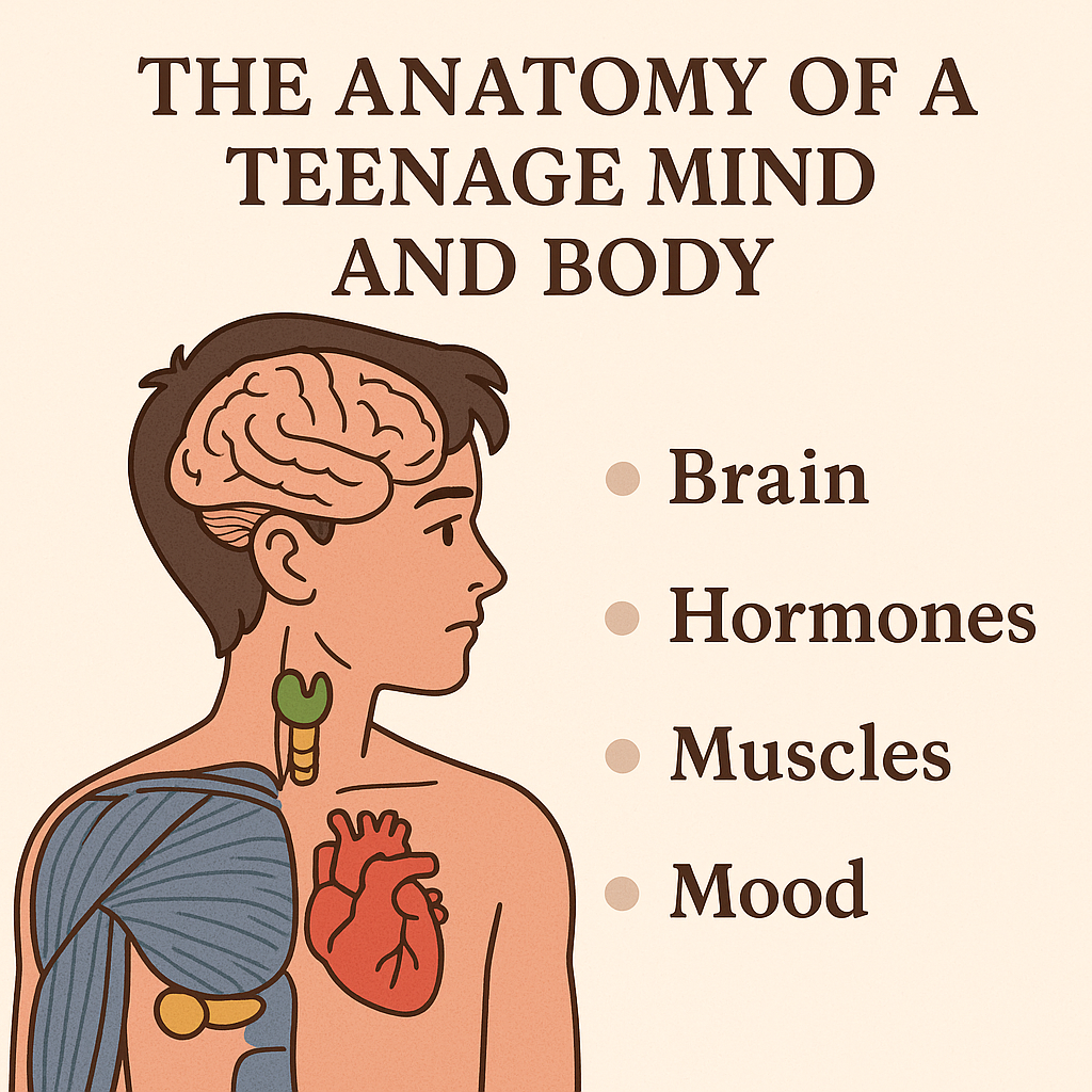 The Anatomy of a Teenage Mind and Body | by Healthdecoded | Medium