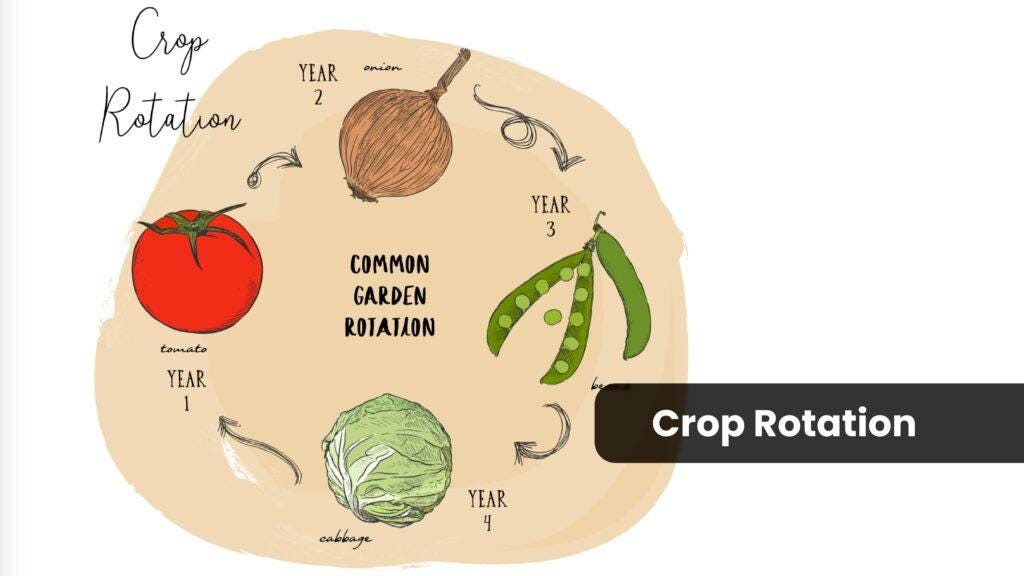 Crop Rotation Mastery: Unveiling the Secrets and Benefits for Thriving ...