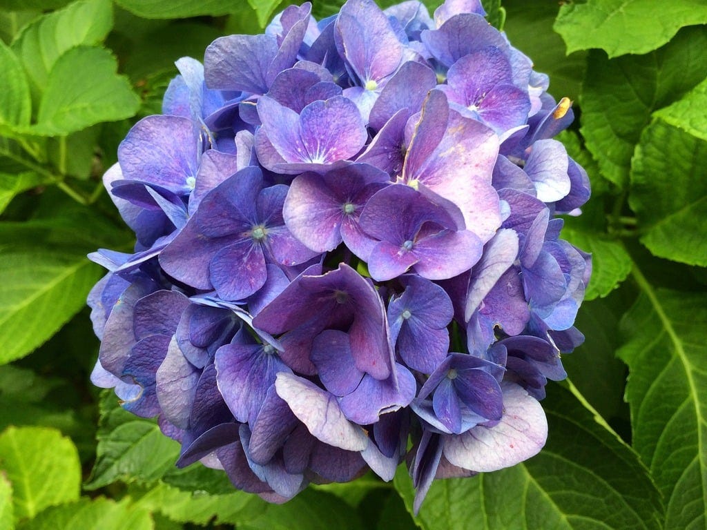 Kyoto’s Hydrangea Season: The City in Shades of Purple and Blue | by ...