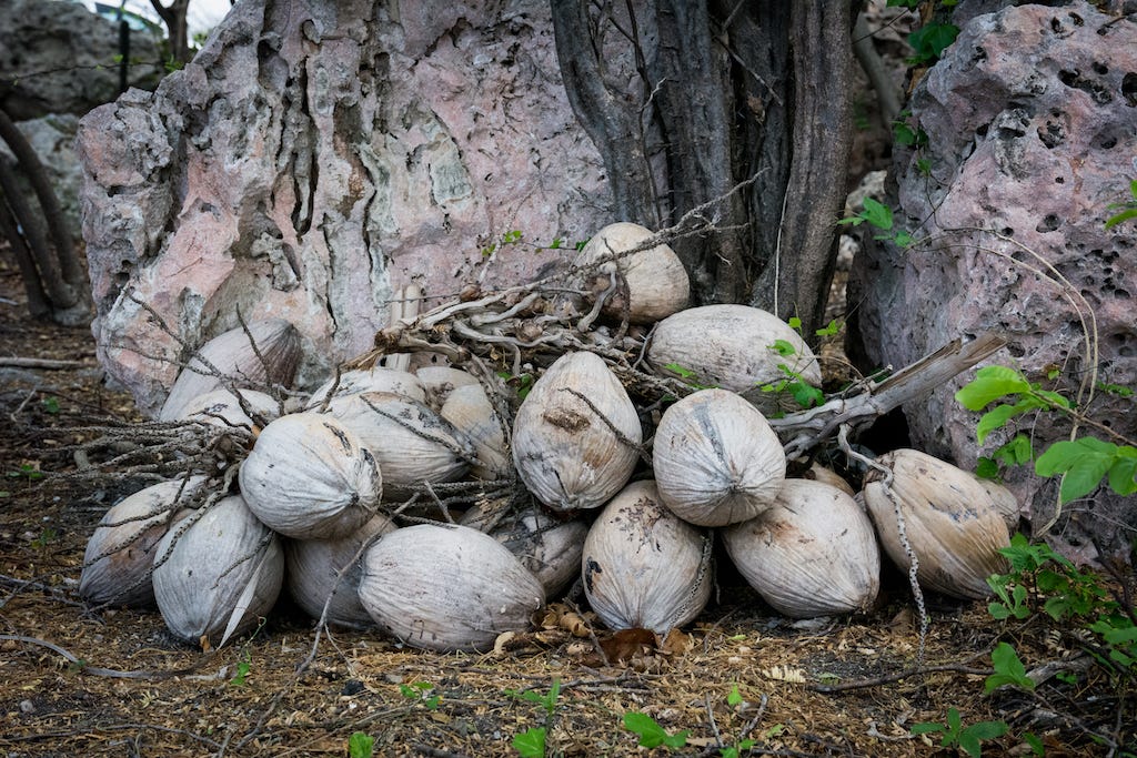 The monks and the coconut tree. There was a coconut tree in the middle ...