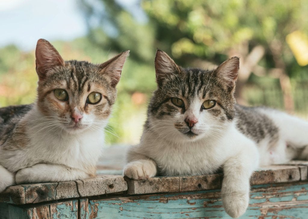 Best Breeding Timing for Cats Guide for Cat Owners in the US and UK ...