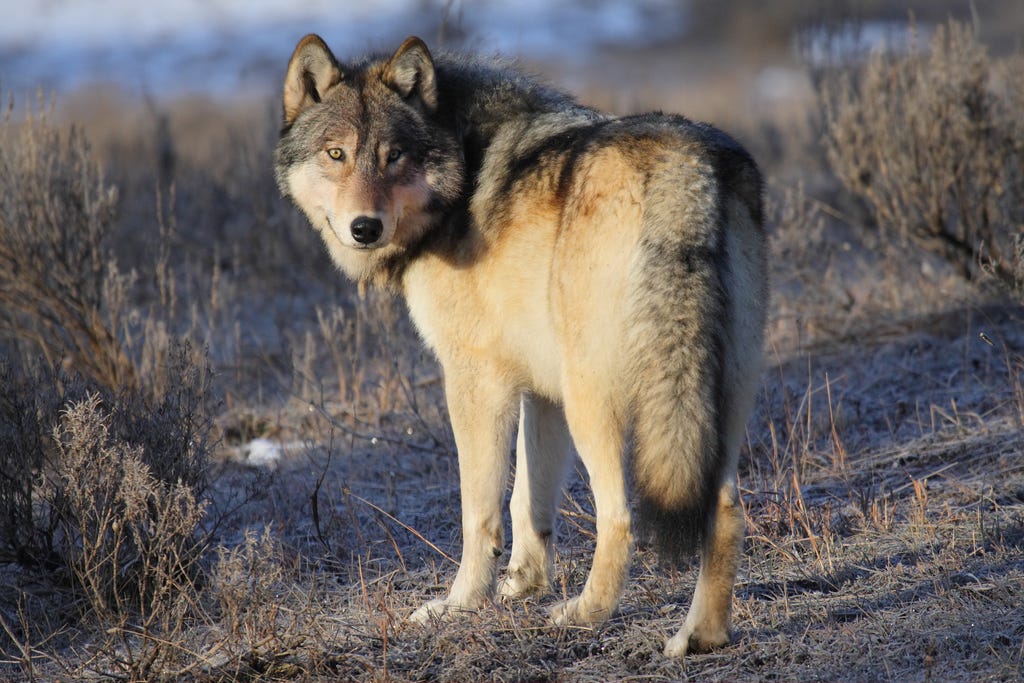 How did wolves save Yellowstone National Park? | by Anishbanerjee | Medium