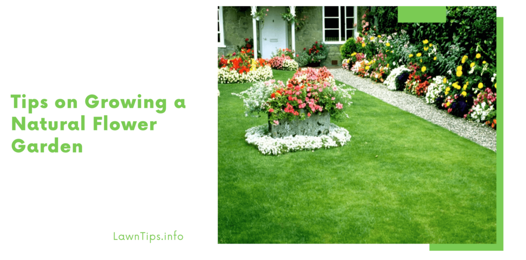 Tips on Growing a Natural Flower Garden — Lawn Tips - Lawn tips - Medium