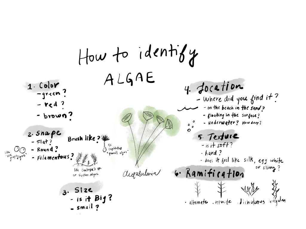 6 Ways to Identify Algae— Day 16. Algae can be tricky and not so easy ...