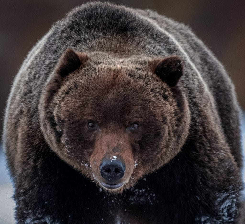 The Boss. The Boss: Banff’s Legendary Grizzly… | by Bossthebear | Medium