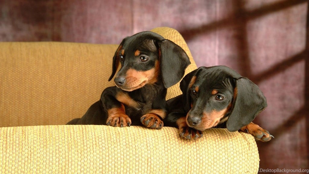 Do You Know These Facts About Your Dog? | by S Rohit | Medium