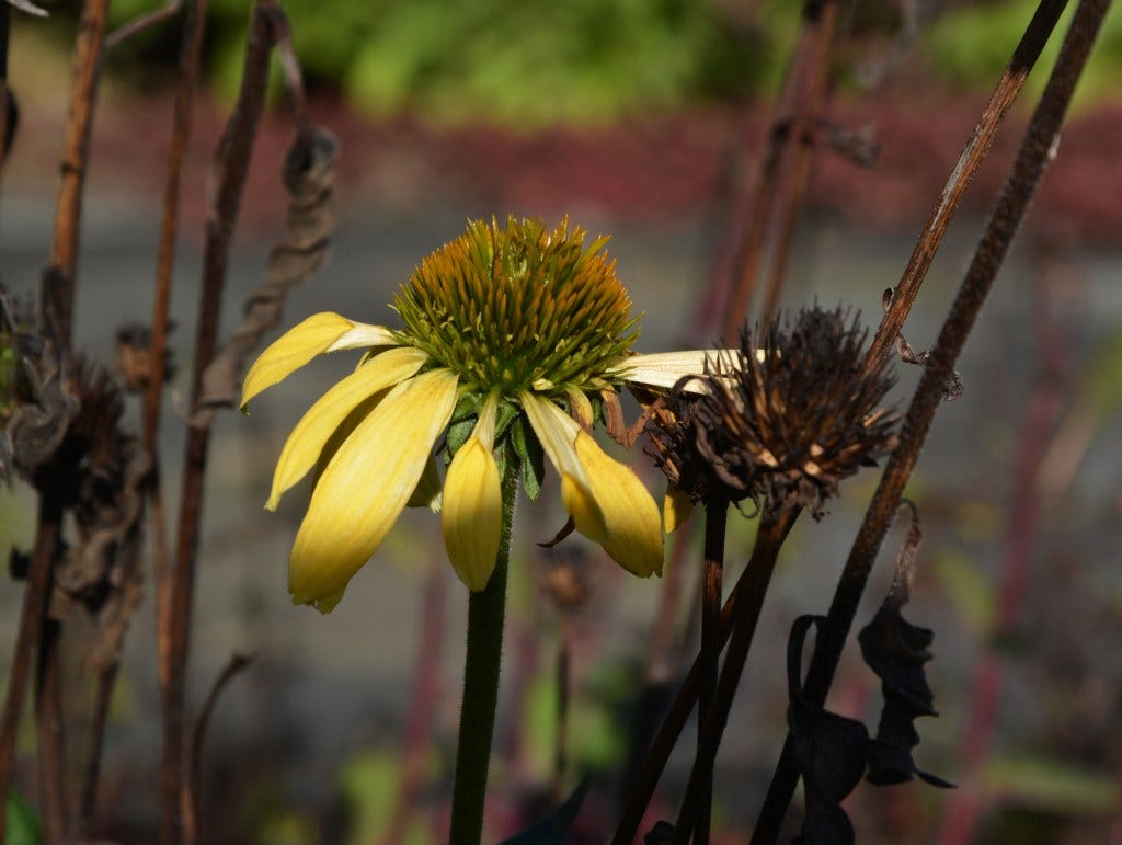In my garden. Still hanging in there. | by John Markowski | The Garden ...