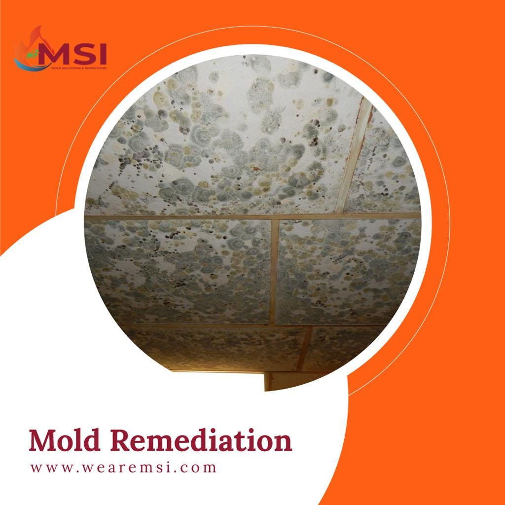 Mold Remediation Services - Mold Solutions & Inspections - Medium