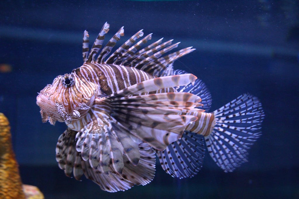 Eating invasive fish doesn’t solve a problem — it creates another one ...