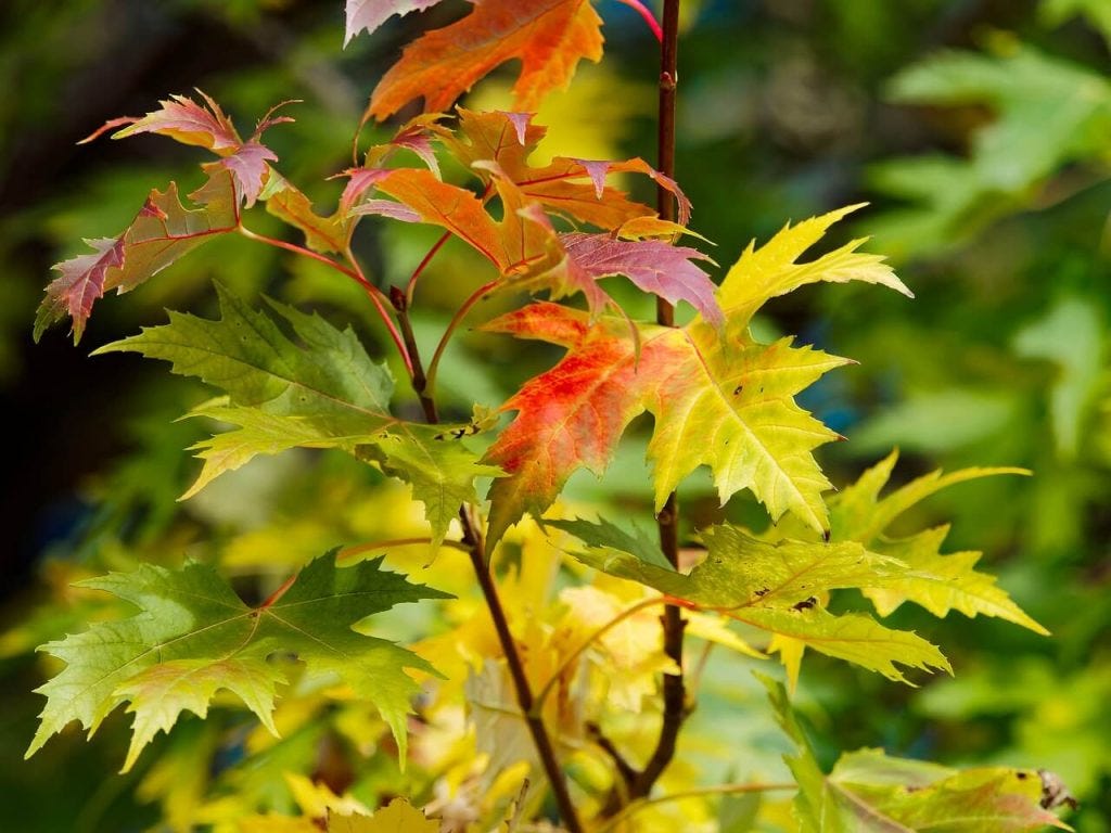How to Care for Deciduous Trees, Including Pruning, Watering, and ...