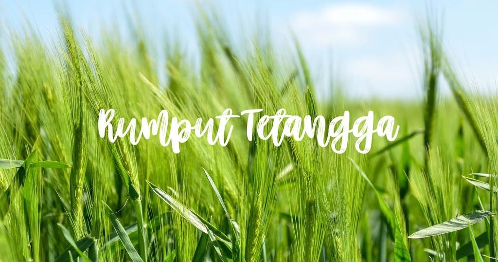 Apakah Rumput Tetangga Selalu Lebih Hijau ? | by Muhammad Fifhal Elang | Medium