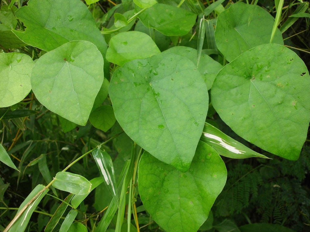 Ini 5 Manfaat Daun Cincau yang Jarang Diketahui | by singkong muda | Medium