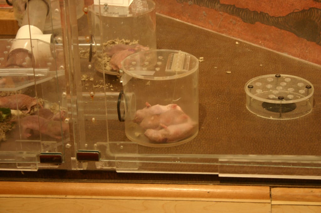 Let’s build a naked mole rat colony in space | by Elizabeth Lopatto ...