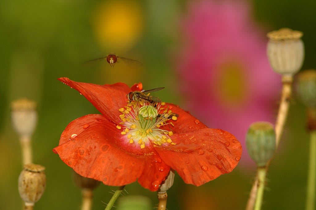 Bee. I am but an innocent bee trapped by a… | by Vasco Passerini | Medium