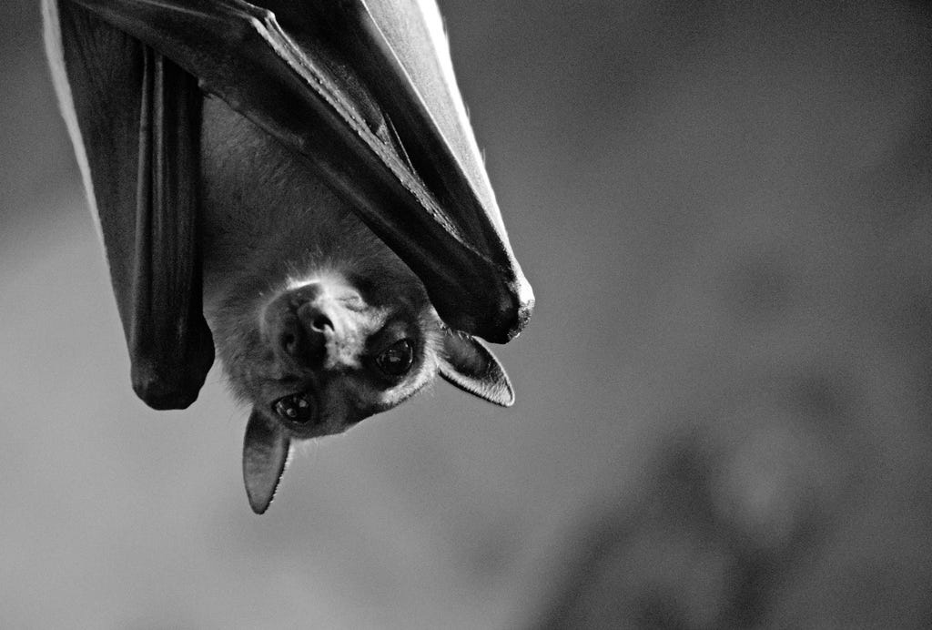 What Is It Like To Be a Bat?. When I got into skydiving (at a… | by ...