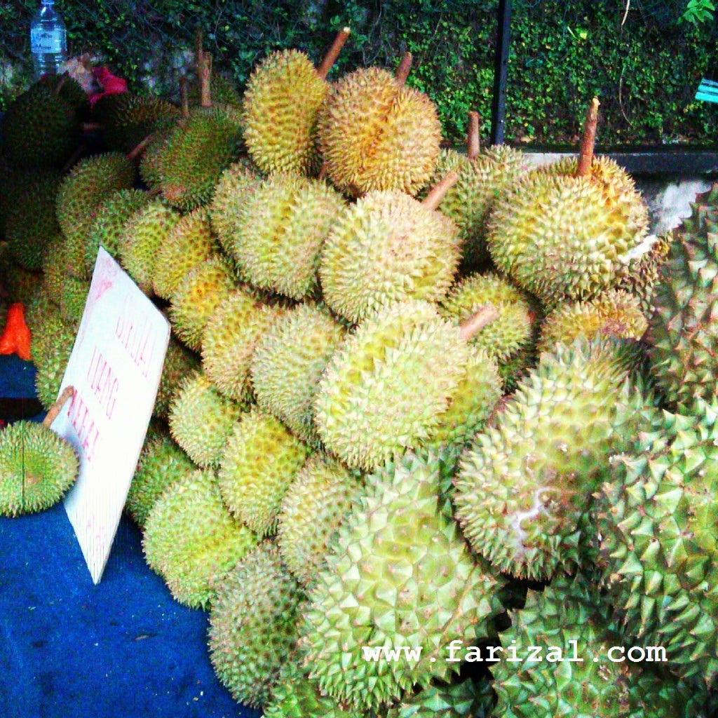 The Durian: King of Fruits. Durian fruit is native to Southeast… | by ...