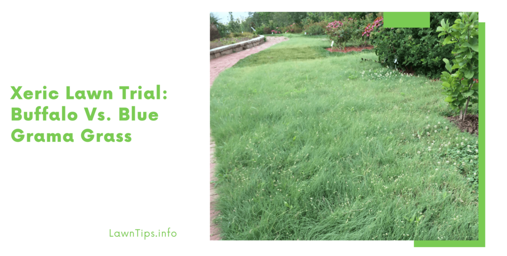 Xeric Lawn Trial: Buffalo Vs. Blue Grama Grass — Lawn Tips - Lawn tips ...