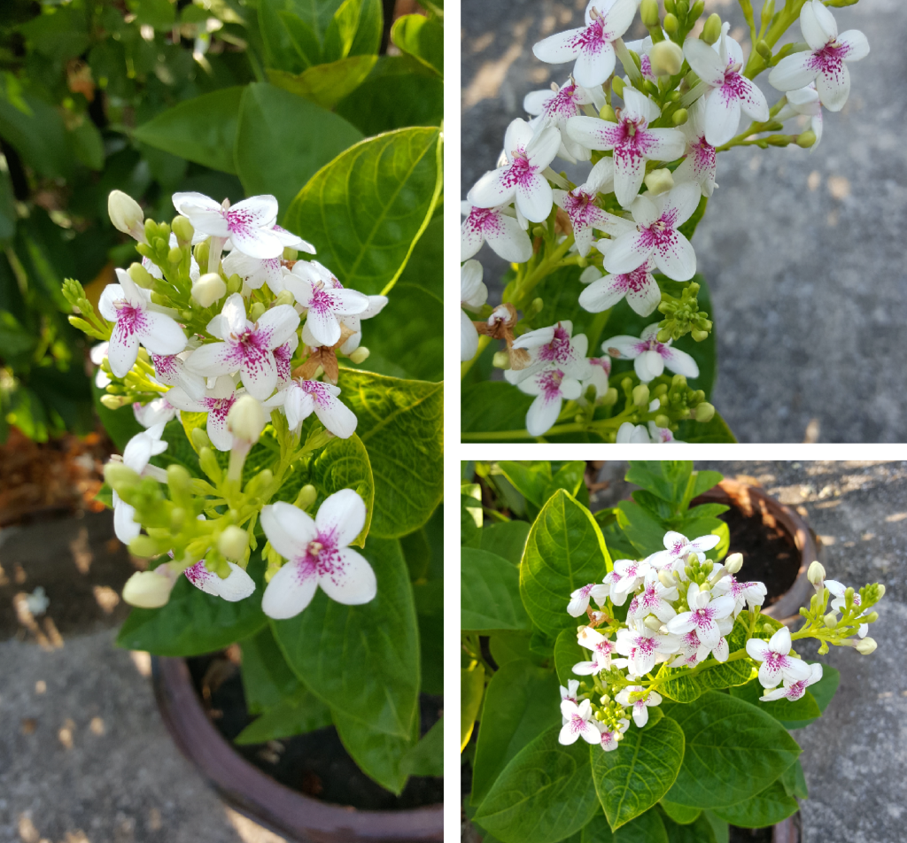 Yellow-vein Eranthemum, Golden Pseuderanthemum — ทองดอกบวบ (thong dok ...