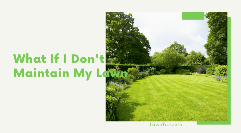 What If I Don’t Maintain My Lawn - Lawn tips - Medium