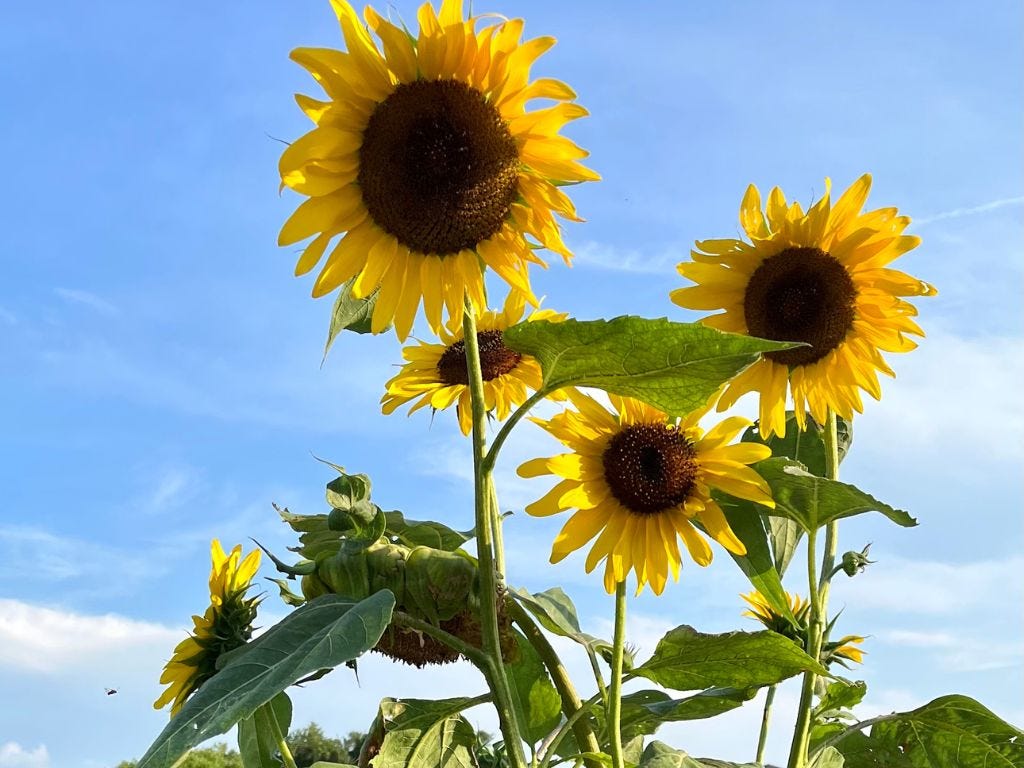Lessons From Sunflowers. Everyday advice from the sunflower… | by Karen ...