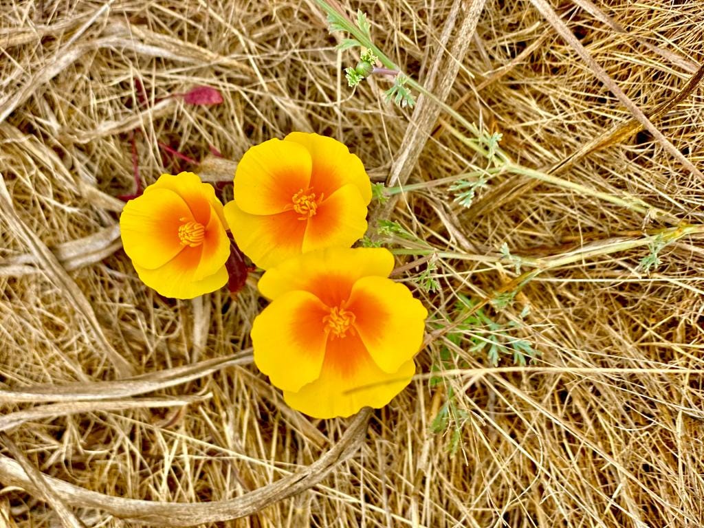 Revisiting Longevity in the Light of Scientific Advancements: Unlocking the Secrets of Human ...