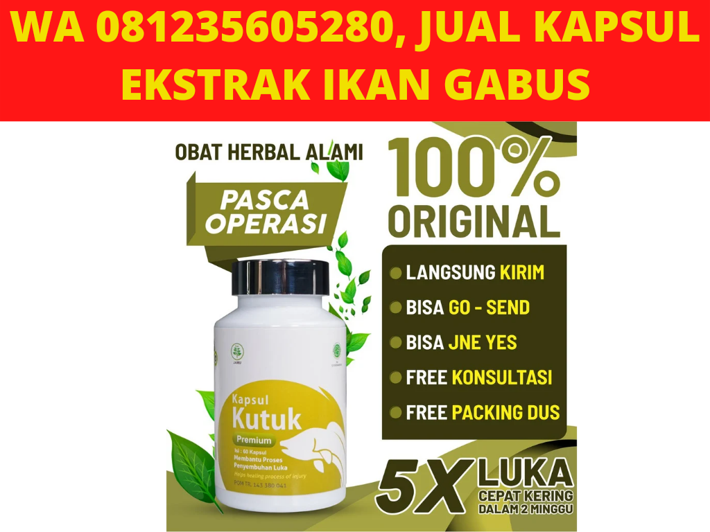 Wa 081235605280, Kapsul sari ikan kutuk, kapsul ekstrak ikan gabus ...