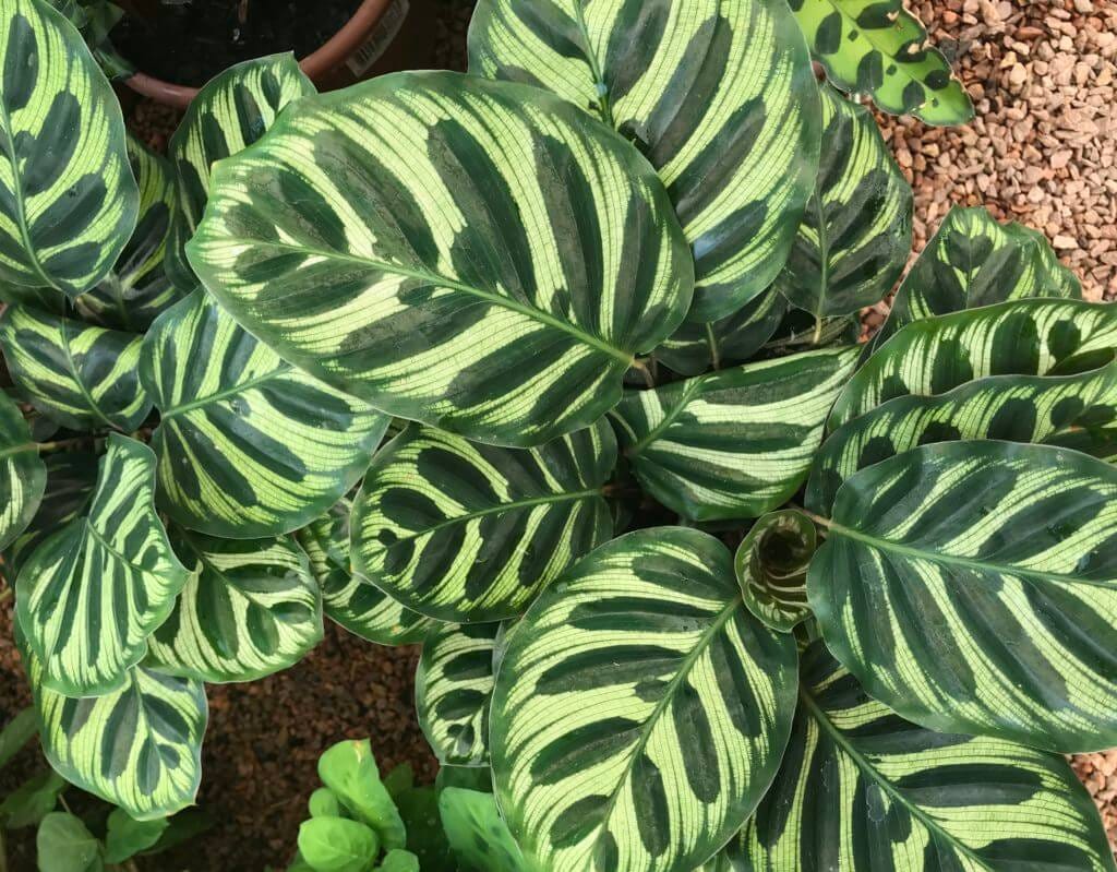 The Fascinating Origins of the Maranta Prayer Plant: History and ...