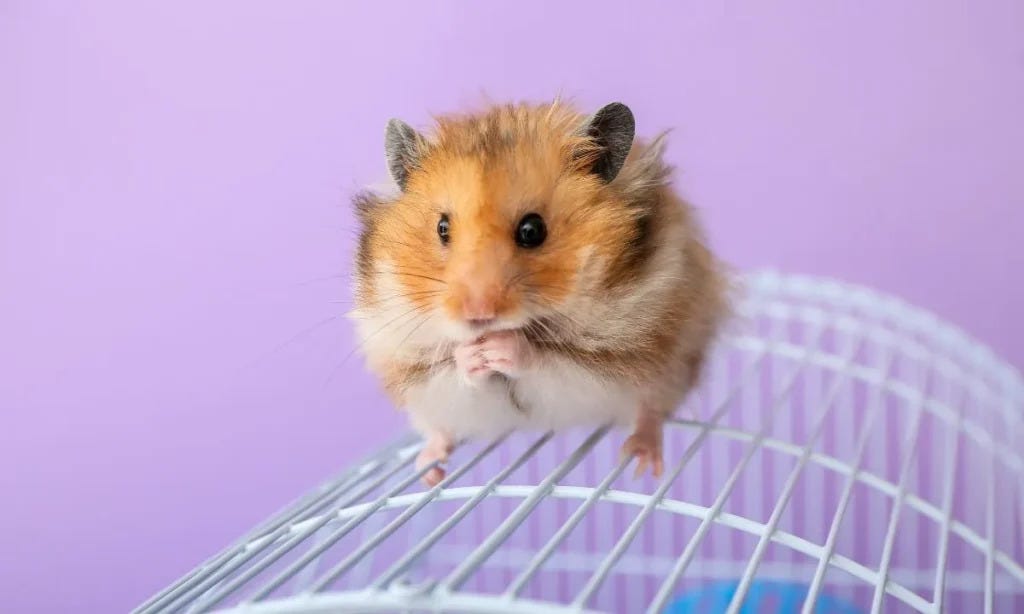 Adopt a Hamster: A Guide to the Hamster Adoption Process | by Tuntunu ...