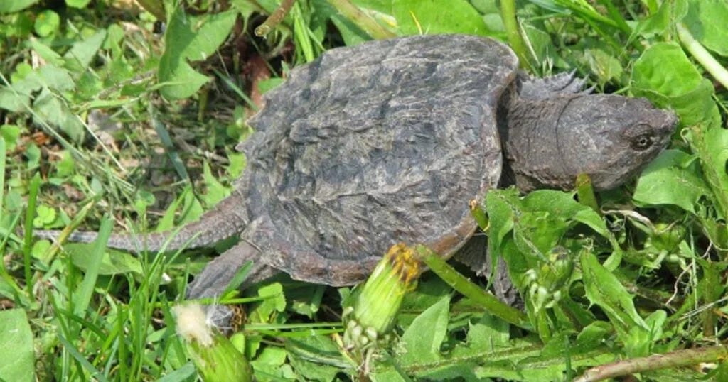 “How Fast Snapping Turtles Grow: Everything You Need to Know” - Turtle ...