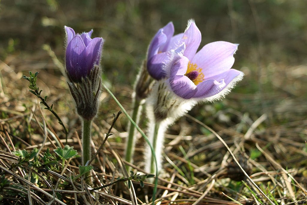 Sulfur Spring. a well-seasoned prose poem | by Thomas James | Write ...