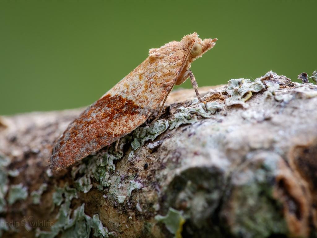 Identification of Light Brown Apple Moth (epiphyas postvittana) & the ...