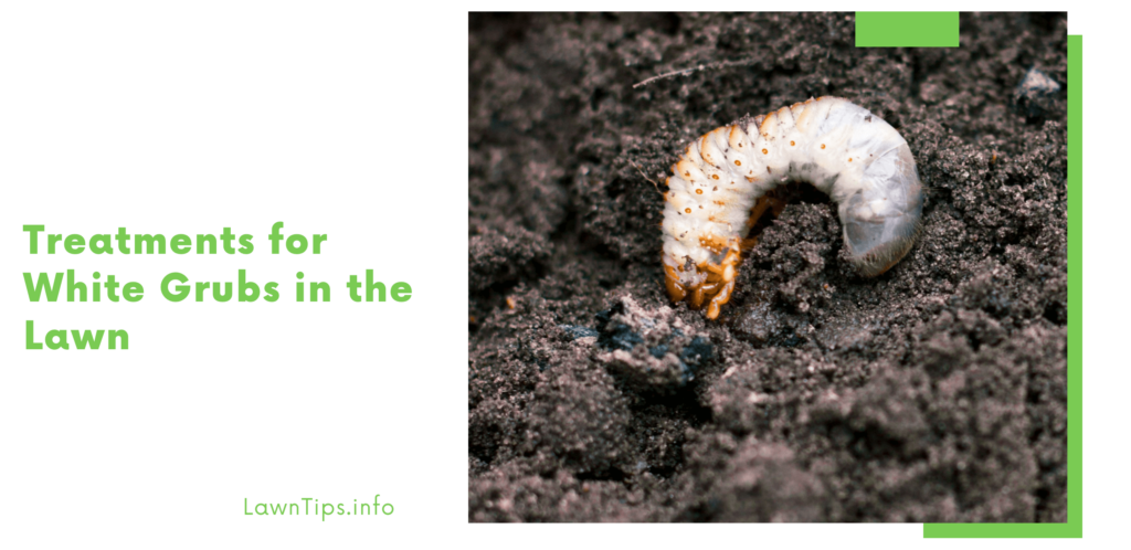 Treatments for White Grubs in the Lawn - Lawn tips - Medium
