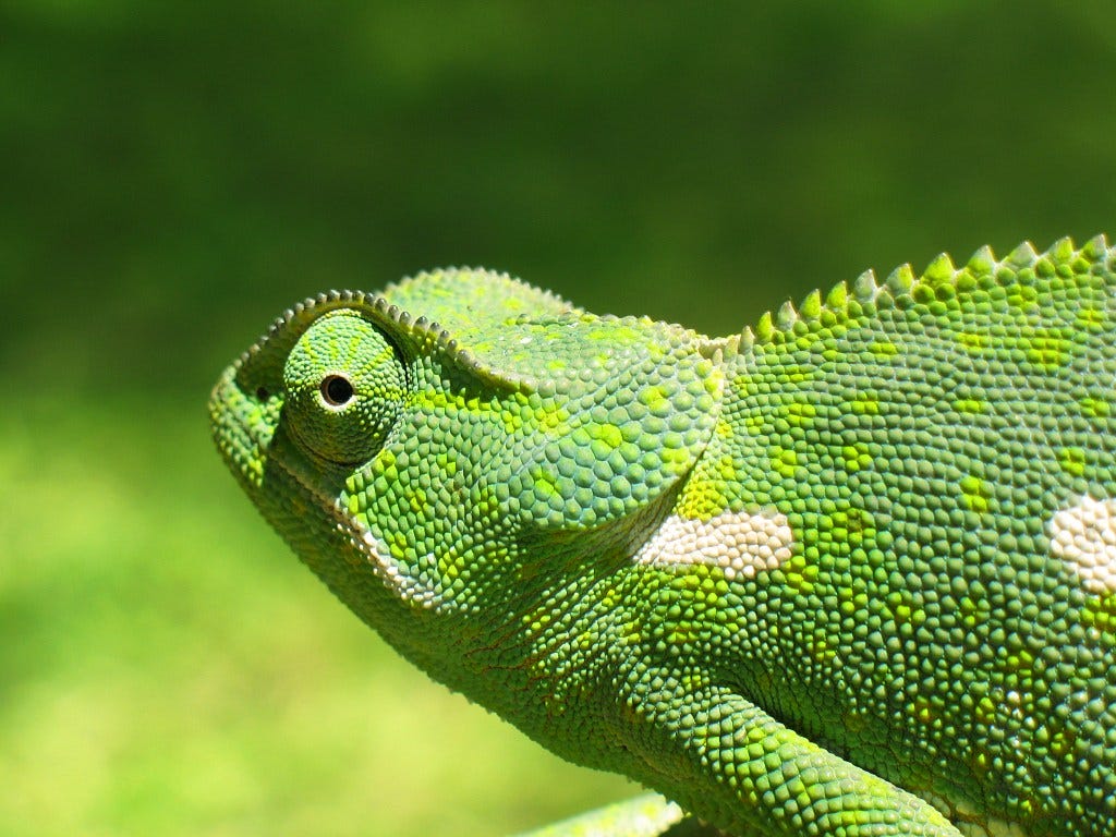 Chameleon Clothing. We can totally do active camouflage. | by Alex Cox ...